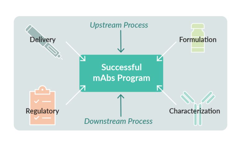 Optimizing Your mAb Program: Proven Strategies for Success | Home